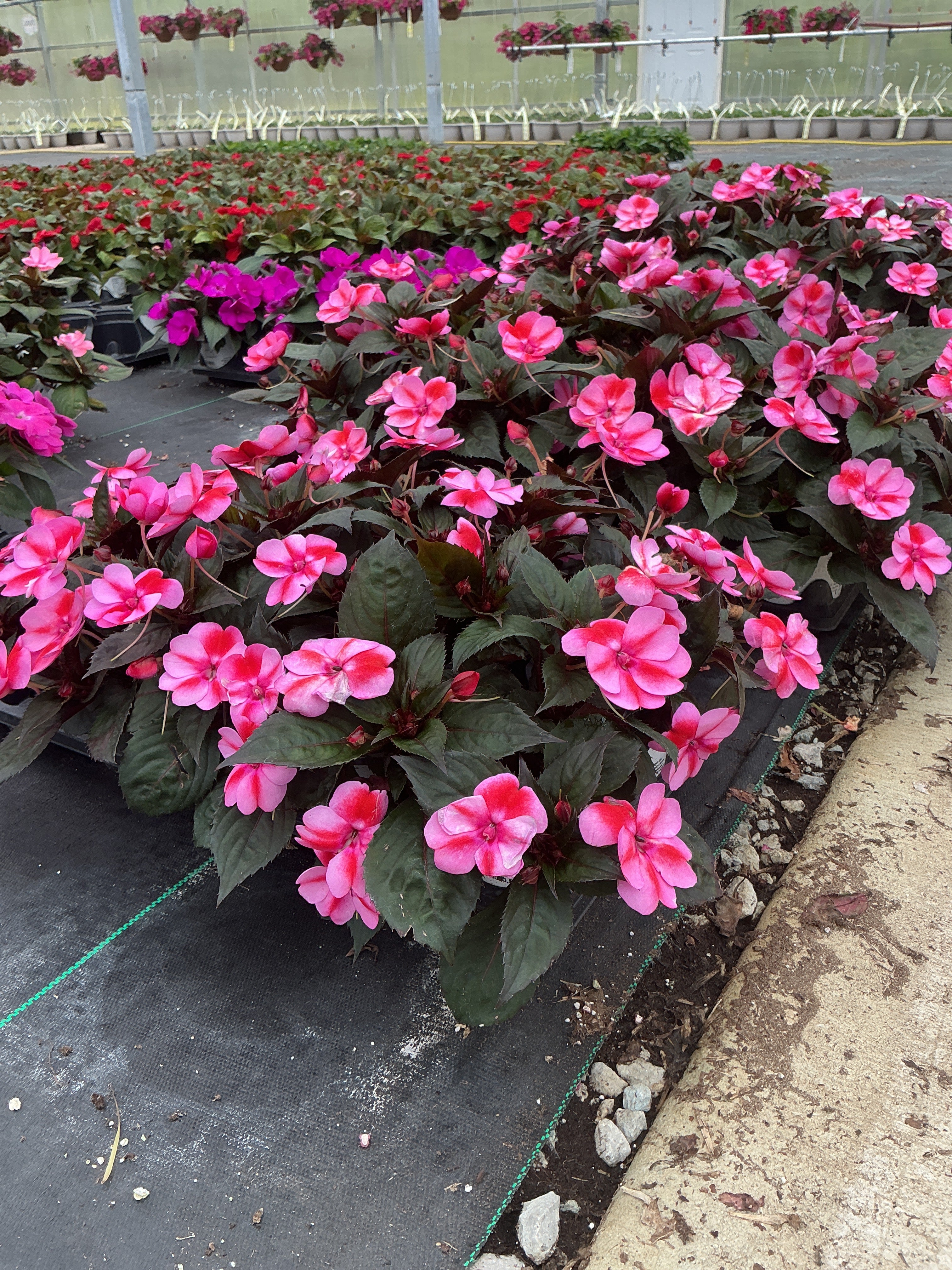 SunPatiens Red Candy - 4.33" Premium Annual – Alsip's Kingsbury Acres ...
